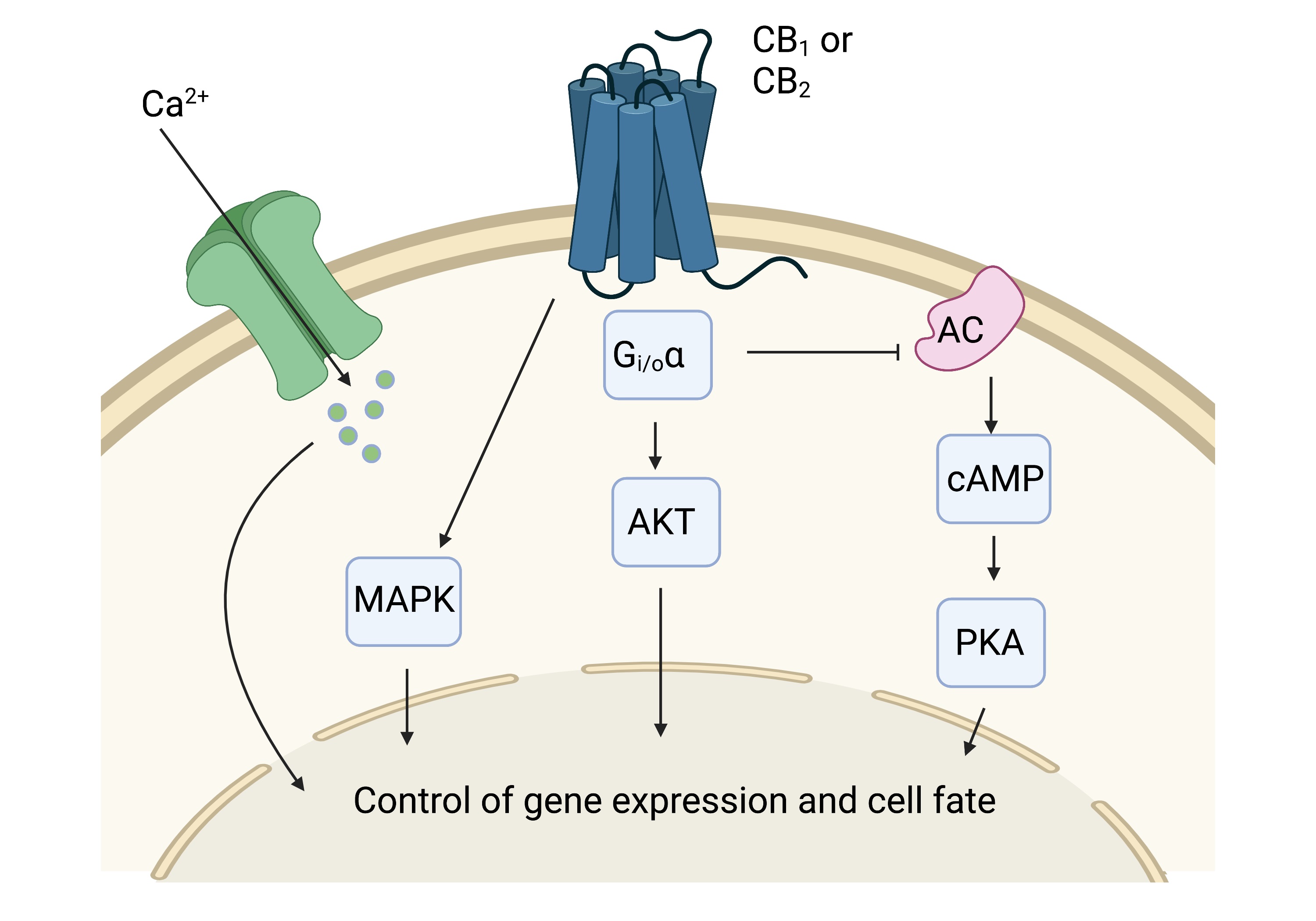 Cell Physiol Biochem